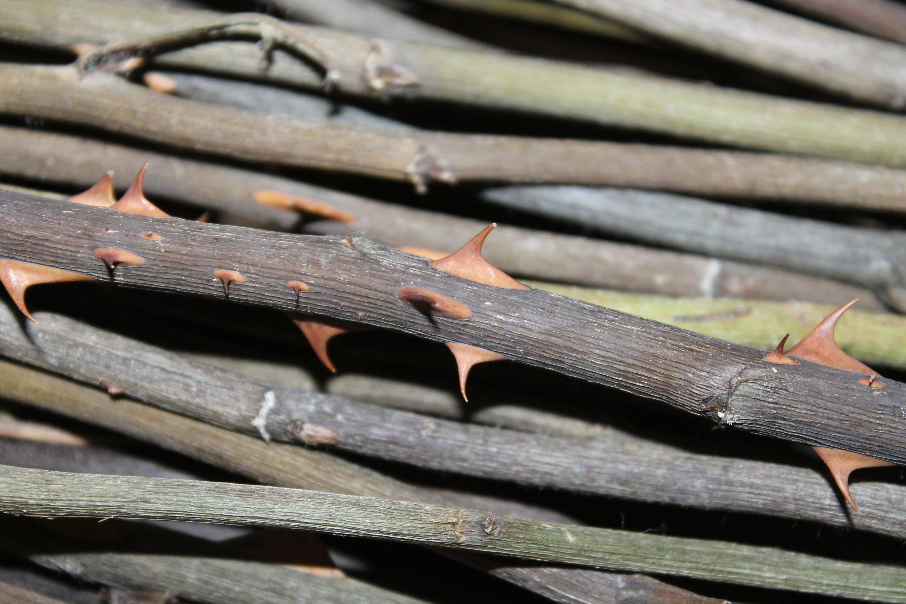 Rose Stem Thorn Branches Dried Flowers Stems Rosehip Branches Natural ...