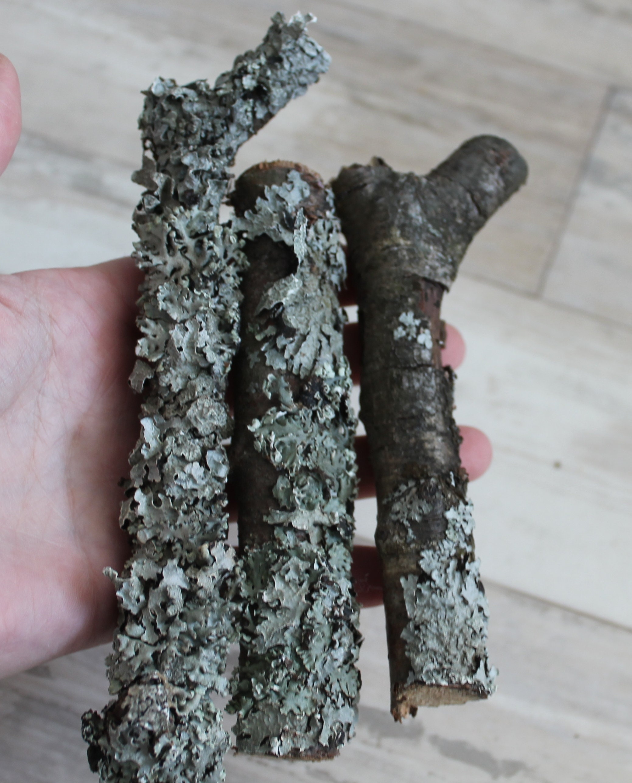 Birch Branches Wood Craft Sticks Decorative Natural Wood Twigs Supplies ...