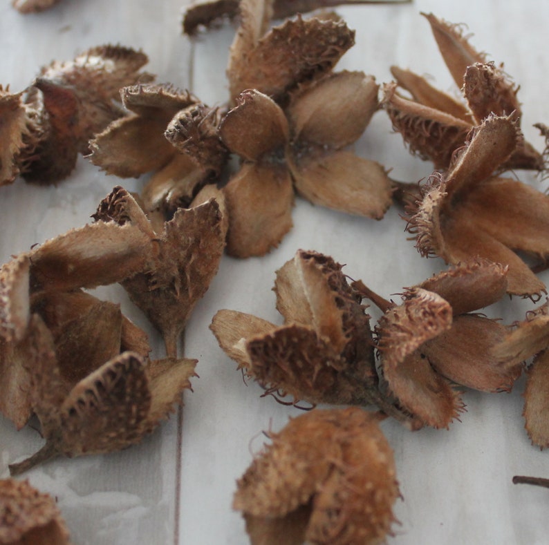 Beech Seeds Pods Natural Craft Supplies Rustic Home Decor Vase Fillers ...