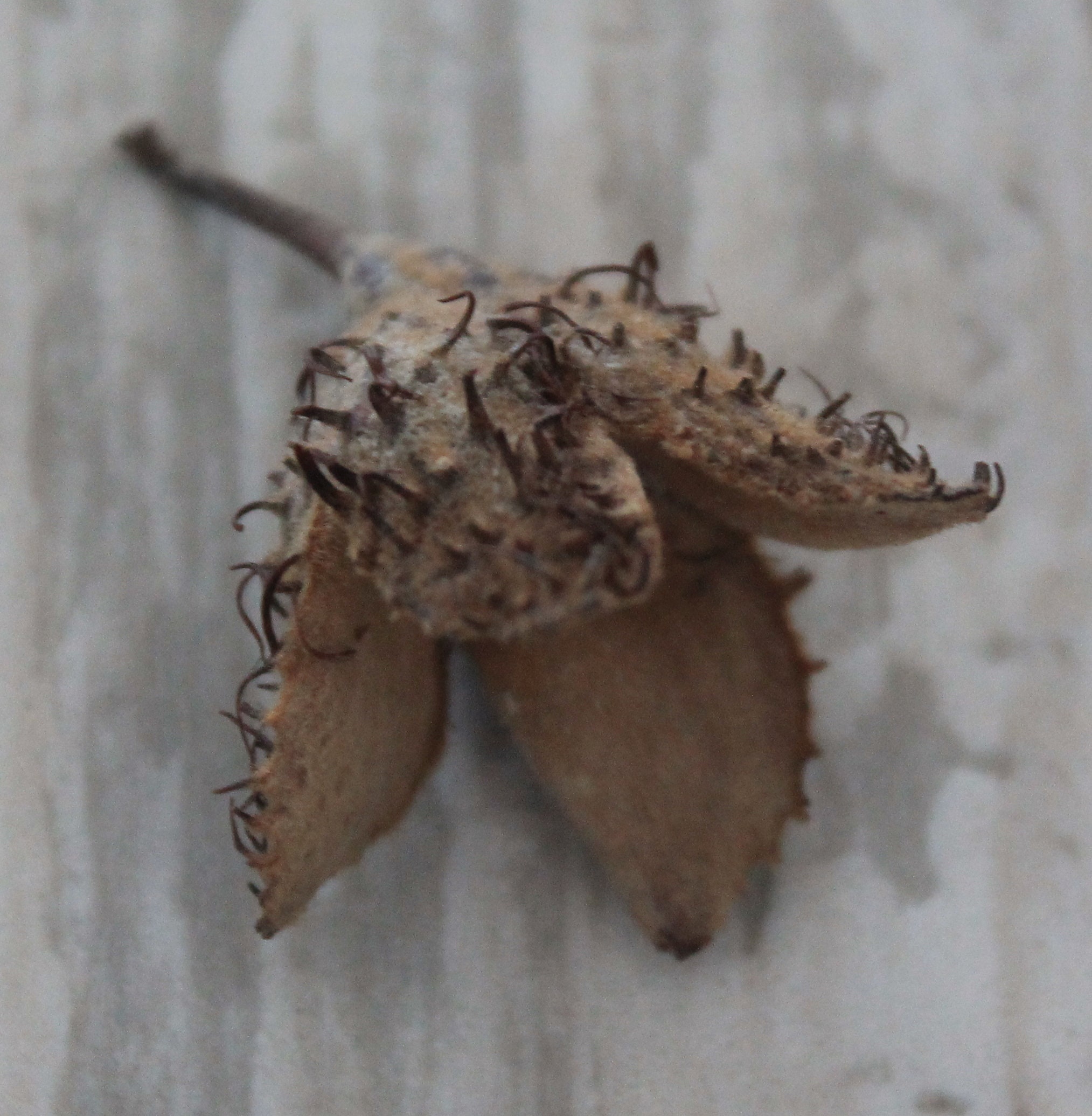 Beech Seeds Pods Natural Craft Supplies Rustic Home Decor Vase Fillers ...