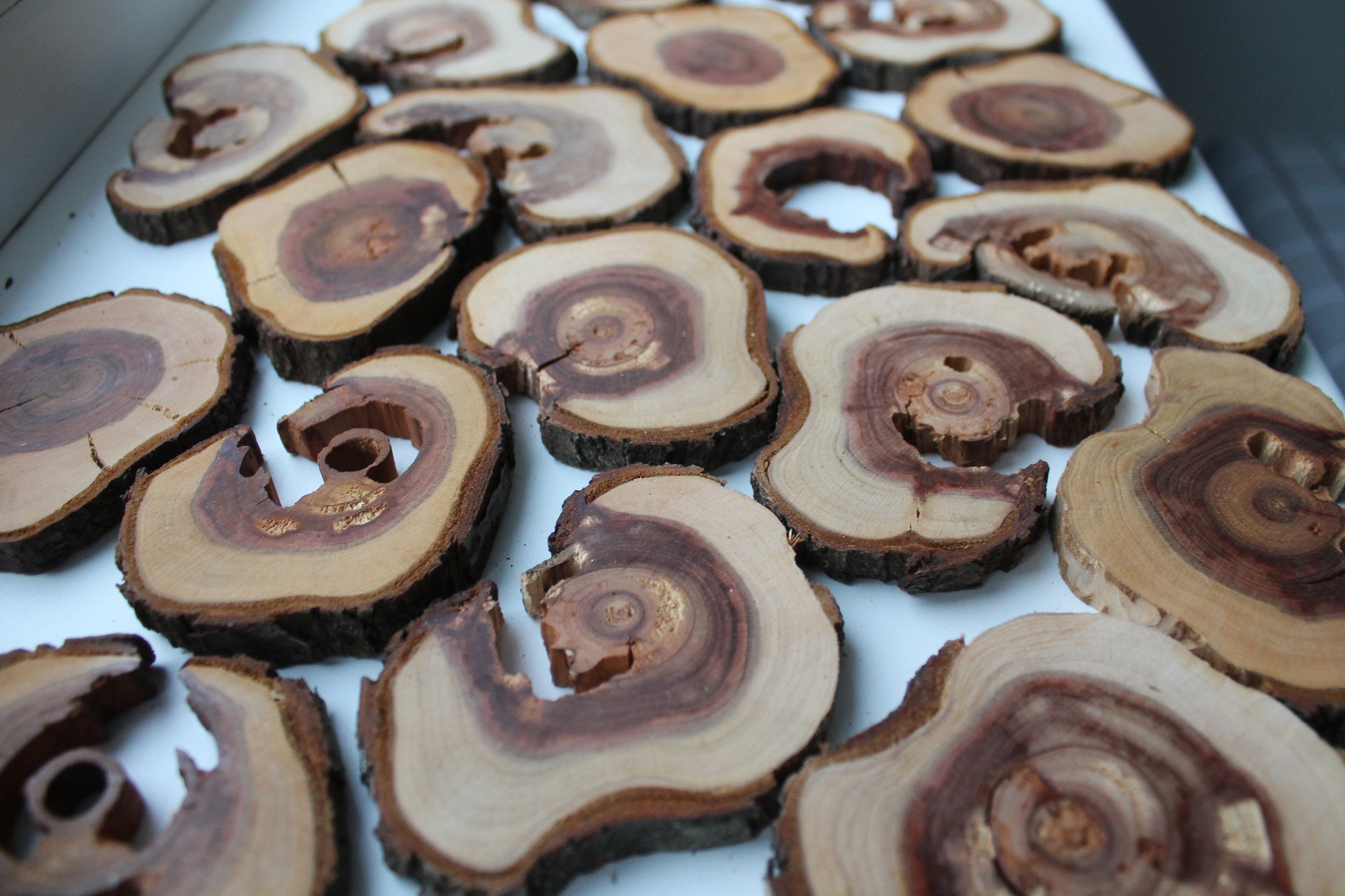 Varnished Wood Slices (10pcs): Rustic DIY Home Decor, Craft Supplies (2 ...
