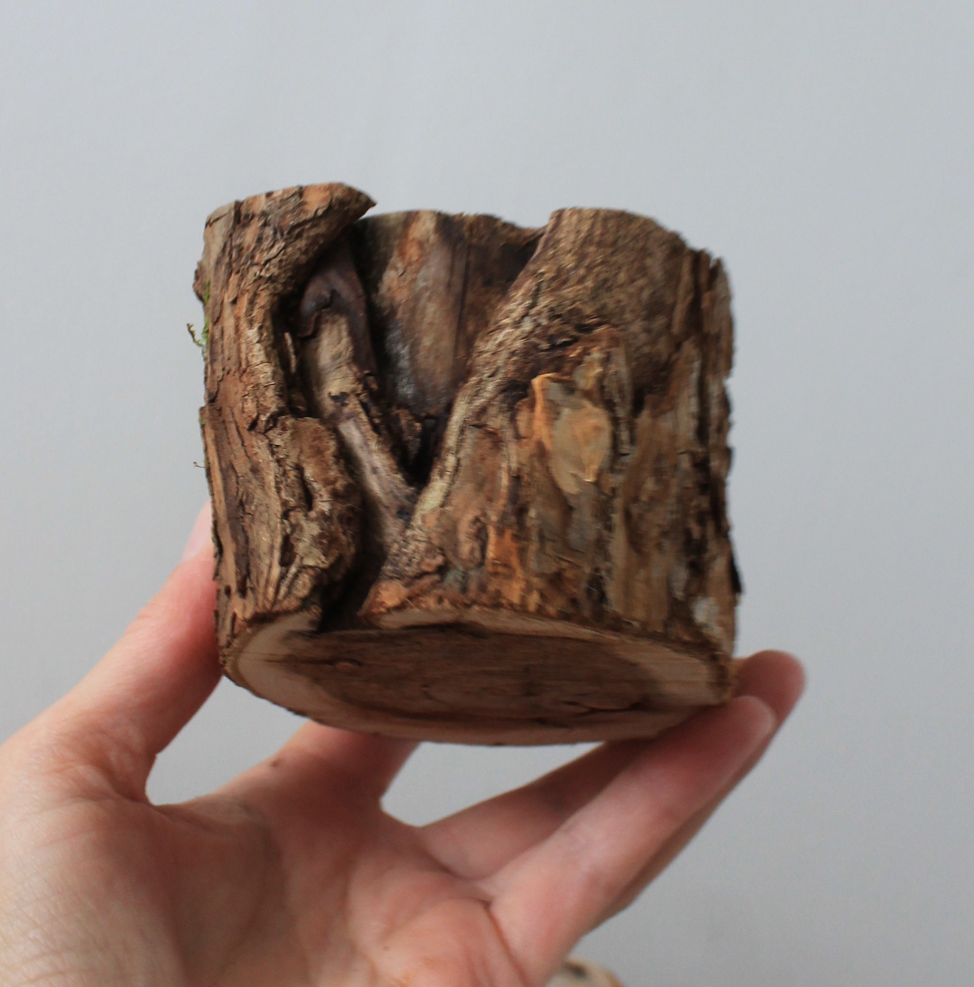 Natural Willow Wood Stump: Rustic Home Decor, DIY Crafts (1pcs) - Etsy