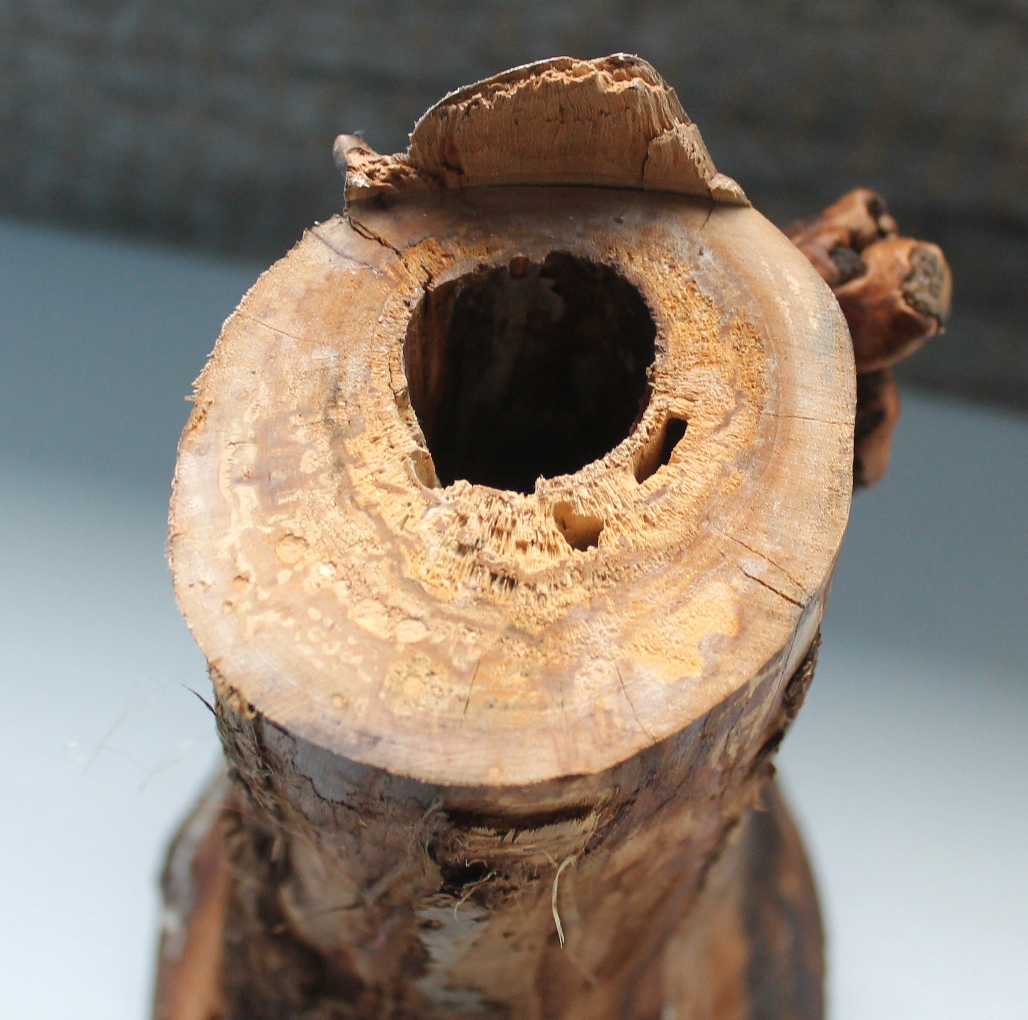 Wood Stump Willow Branches Natural Craft Supplies Wood Log Diy Kits for ...