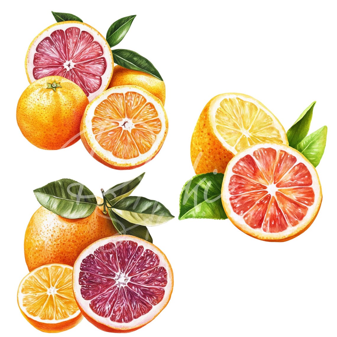 12 Watercolor Citrus Fruit Clipart Bundle - 12 Orange, Lemon, Lime ...
