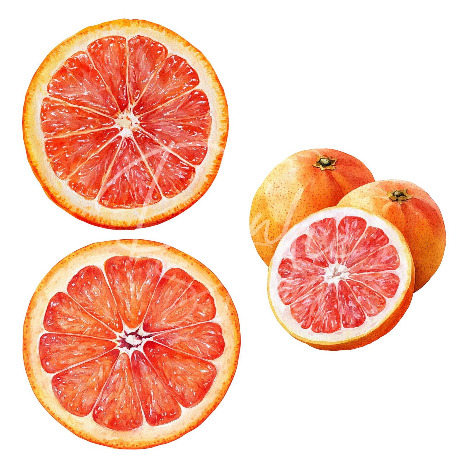 12 Watercolor Grapefruit Clipart Bundle - 12 Juicy Grapefruit Pngs for ...