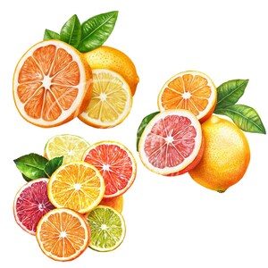 12 Watercolor Citrus Fruit Clipart Bundle - 12 Orange, Lemon, Lime ...