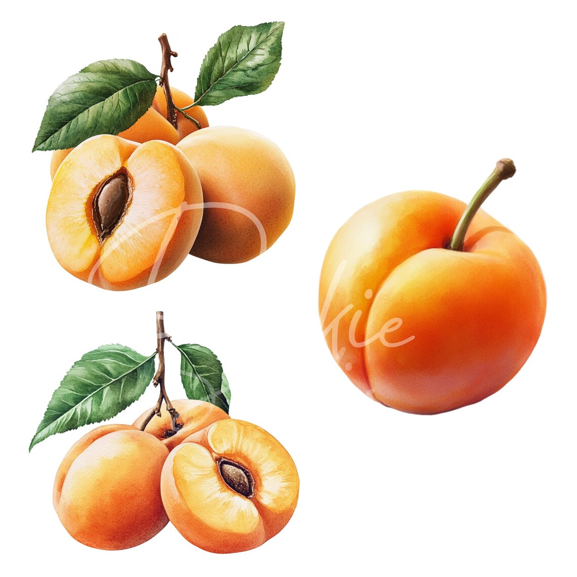 12 Watercolor Plum Clipart Bundle - 12 Juicy Plum Pngs for Digital ...