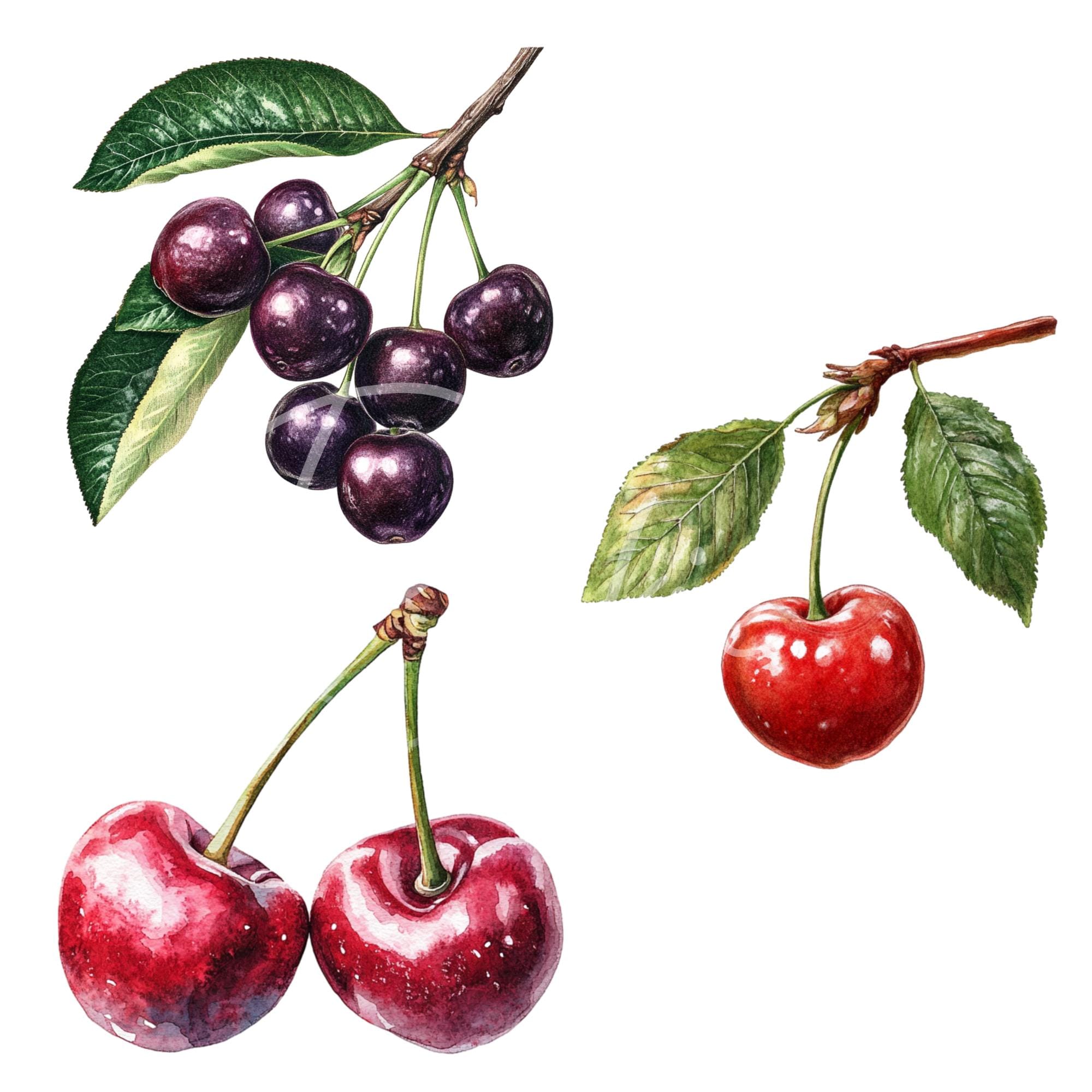 12 Watercolor Cherry Clipart Bundle - 12 Juicy Cherry Pngs for Digital ...