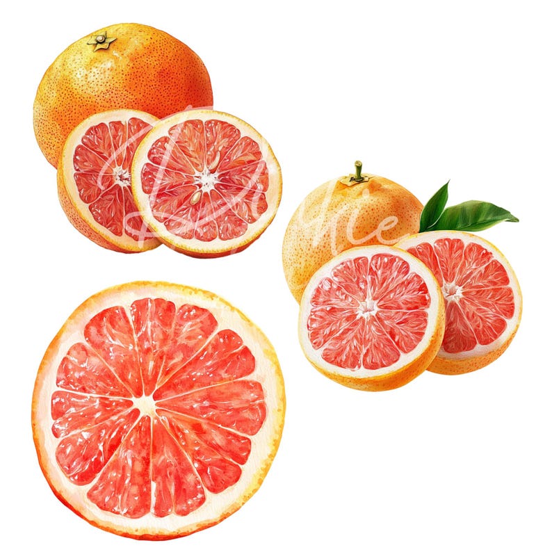 12 Watercolor Grapefruit Clipart Bundle - 12 Juicy Grapefruit Pngs for ...