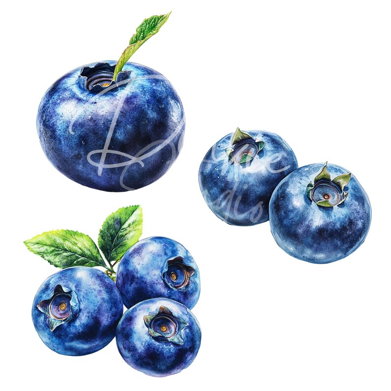 12 Watercolor Blueberry Clipart Bundle - 12 Beautiful Transparent PNG ...
