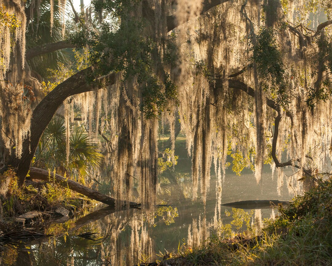 Life on the Bayou - Etsy