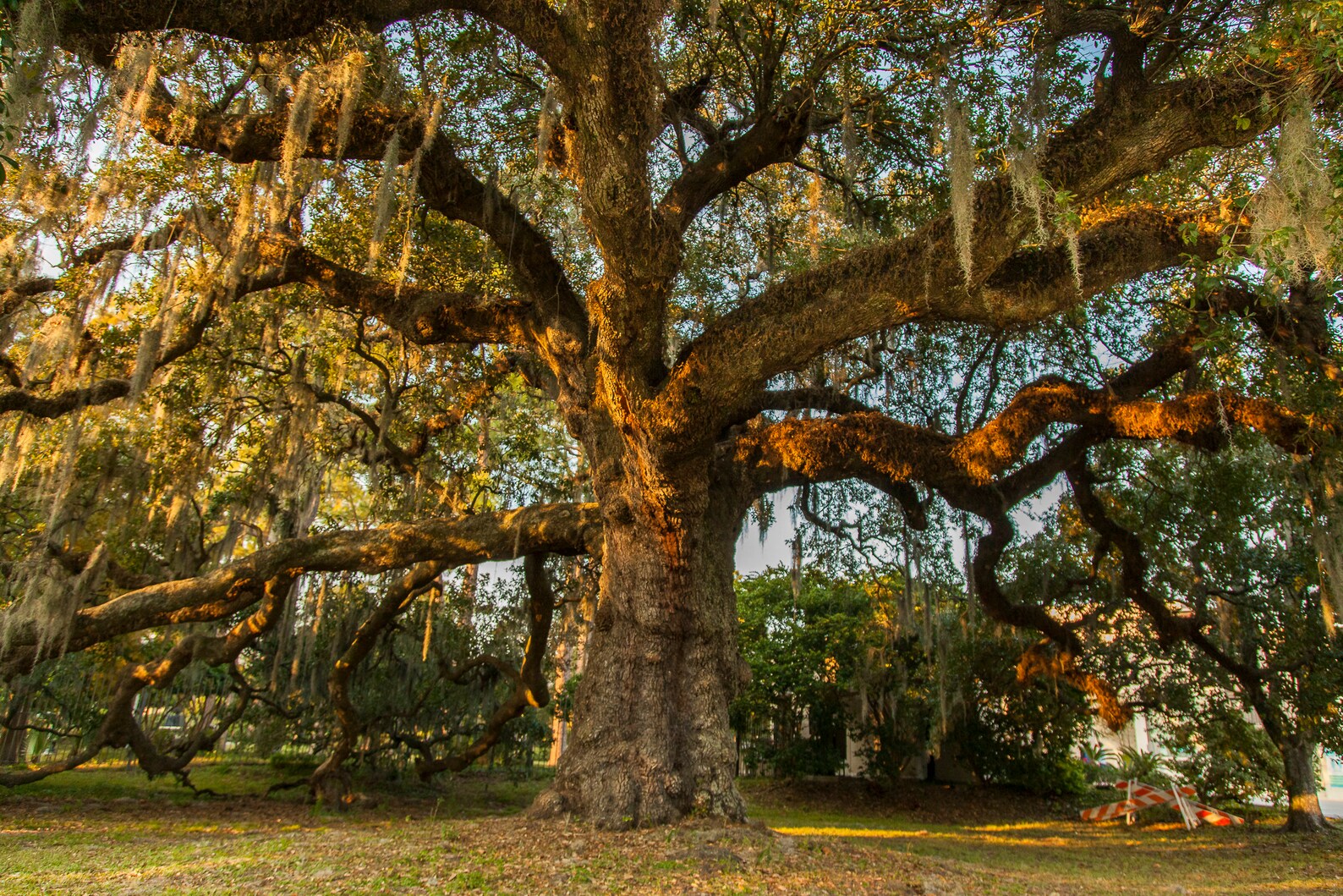 Dueling Oak Tree in City Park Captured - Etsy