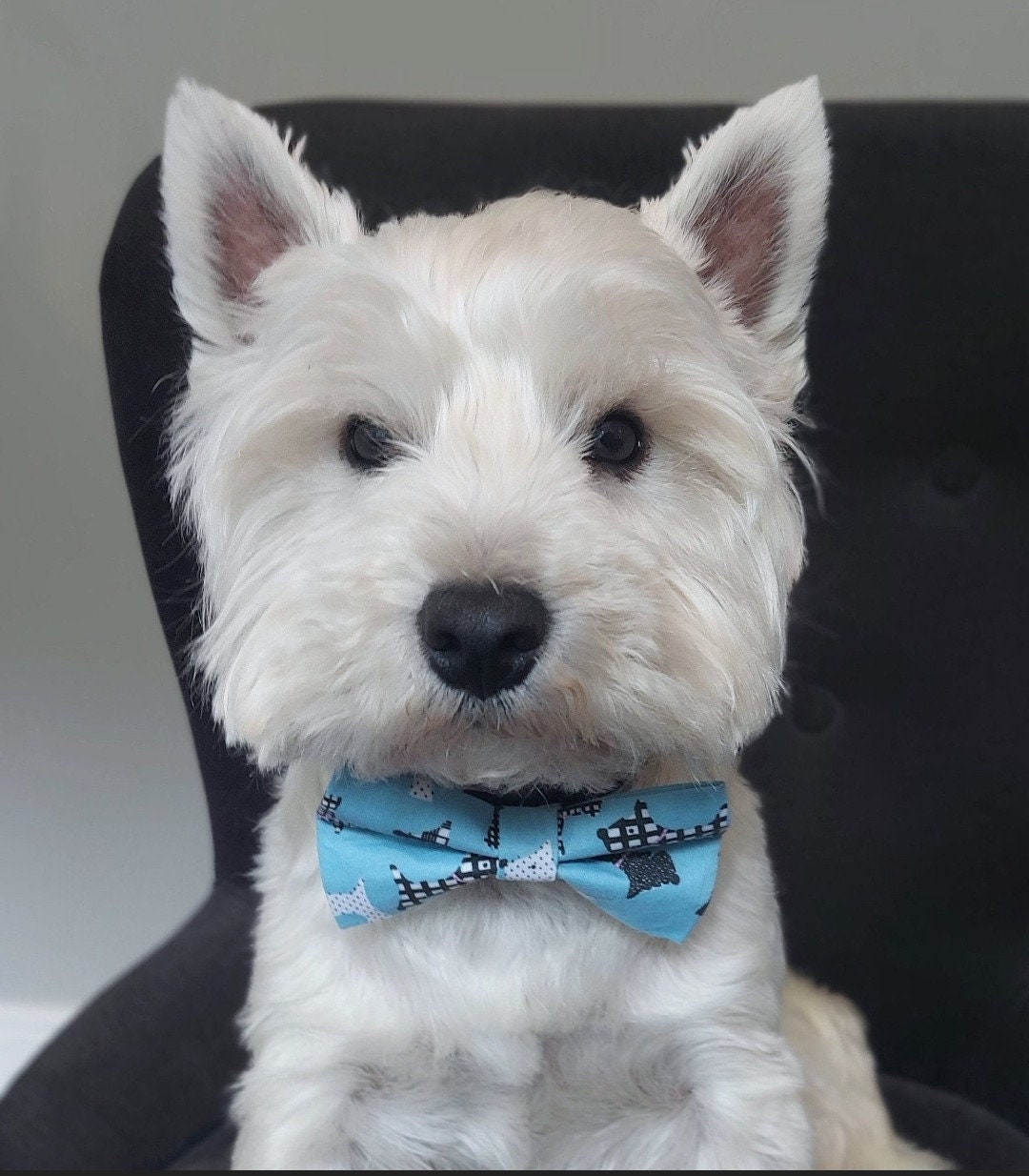 Fun Light Pastel Blue Westie Scottie Print Handmade Pet Over the Collar ...