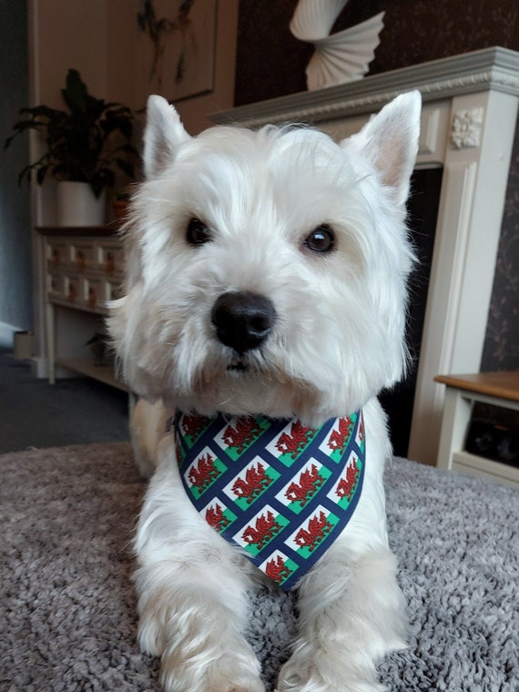 Wales dog bandana store