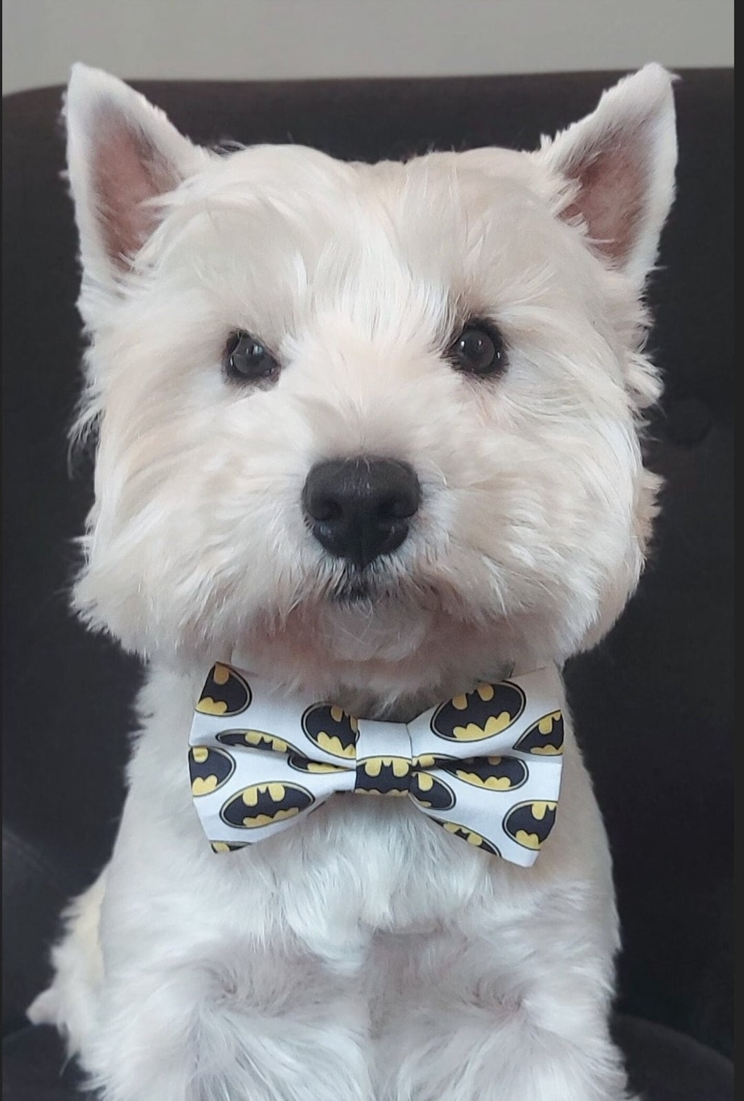 Batman Iconic Logo Handmade Pet Over the Collar Bandana & Bow Tie With ...