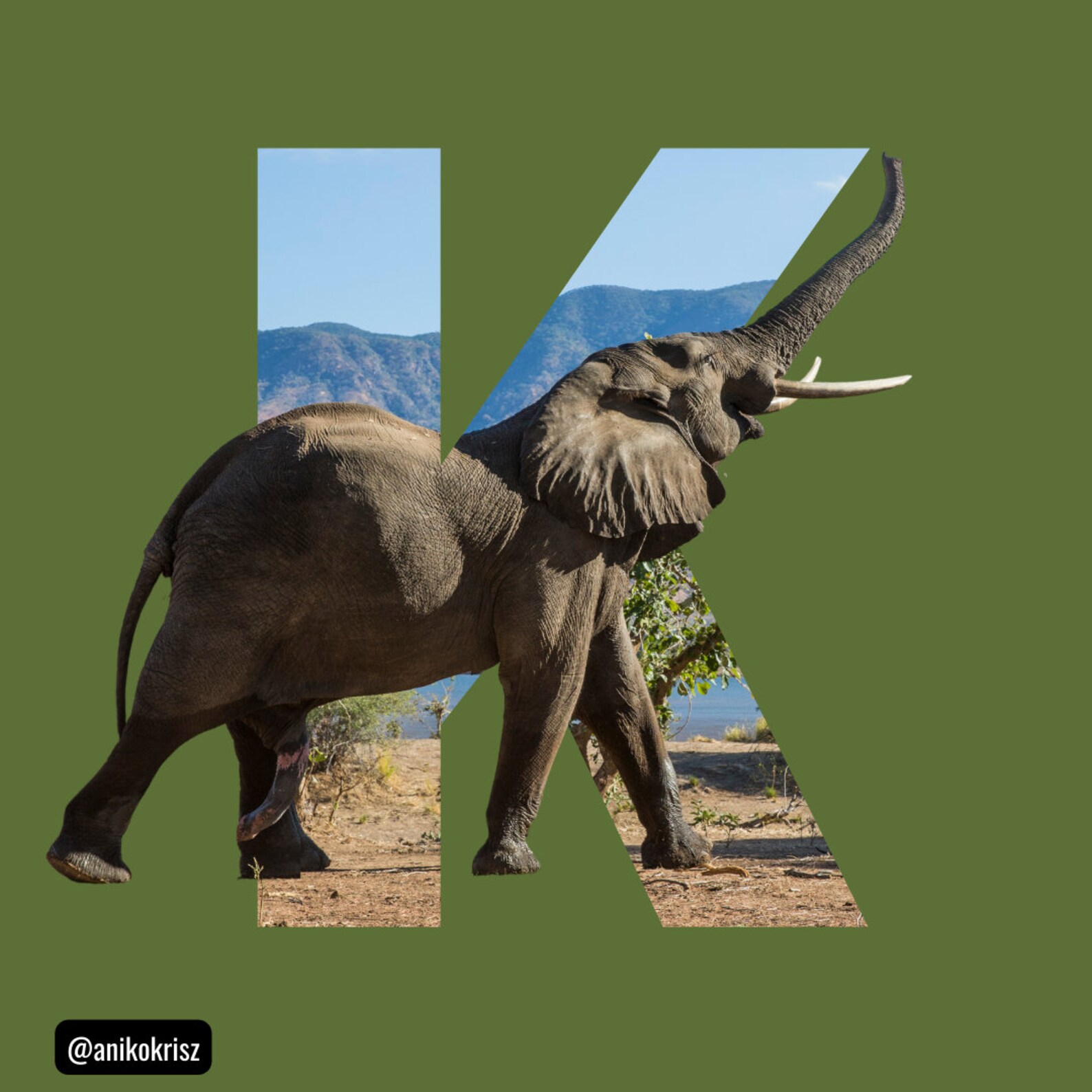 Wild Animals Alphabet Transparent PNG Elements Scrapbooking Digital Set ...