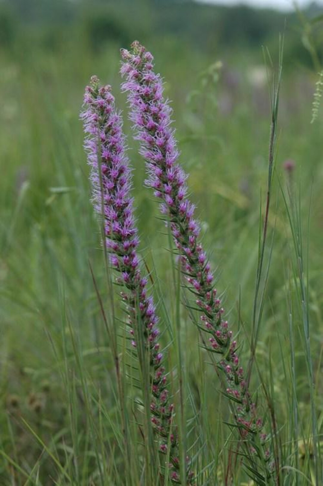 Liatris Pycnostachyaseeds, Kansas Blazing Star Seeds, Cajun Prairie ...