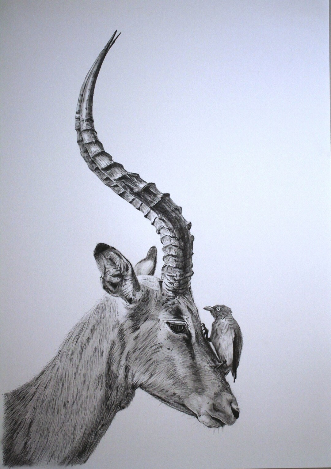 SPRINGBOK AND BIRD Original Pencil and Graphite Drawing Signed by the ...