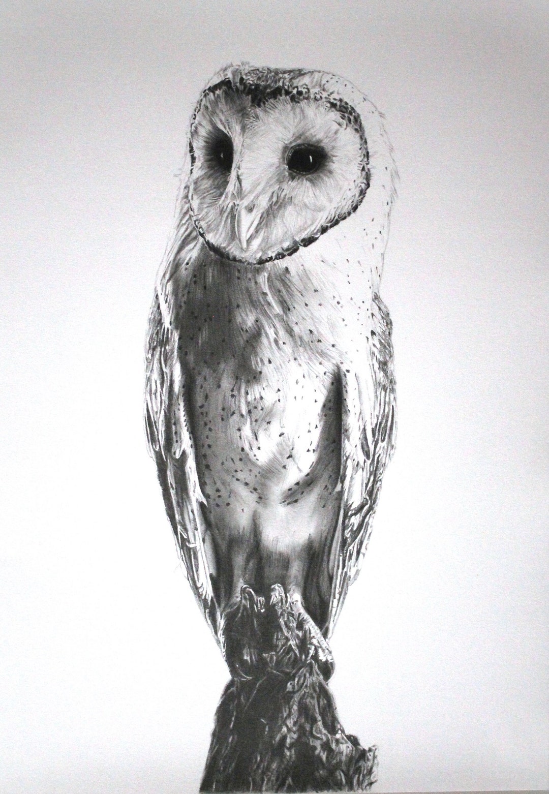 BARN OWL Original Pencil and Graphite Drawing Signed by the Artist Bird ...