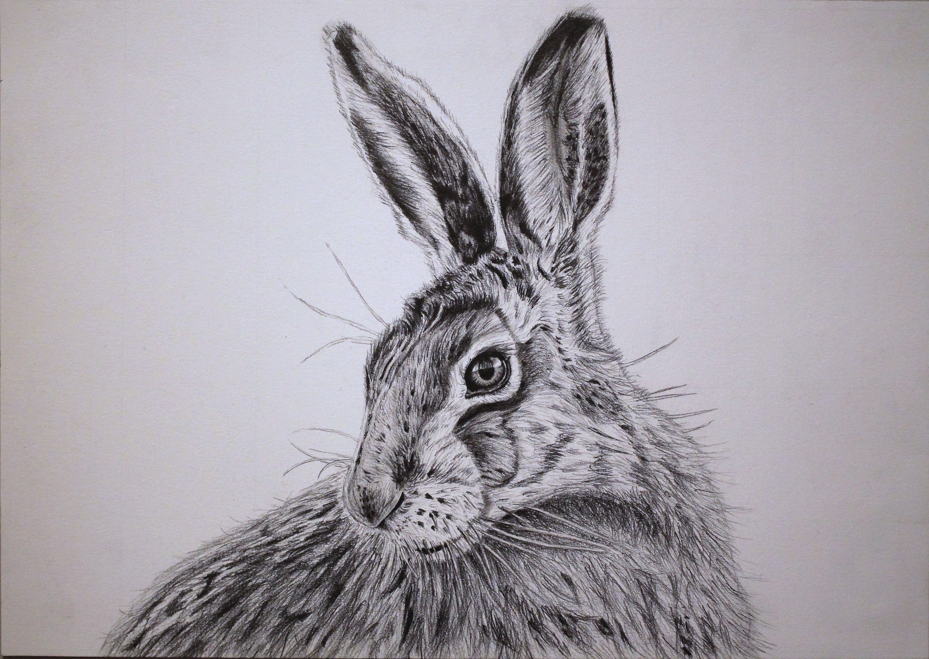 HARE Original Pencil and Graphite Drawing Signed by the Artist Animal ...