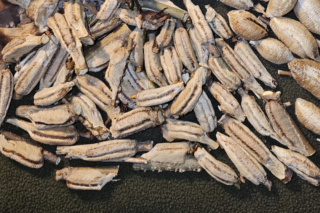 10 Narrowed Wing Praying Mantis Ooths - Etsy