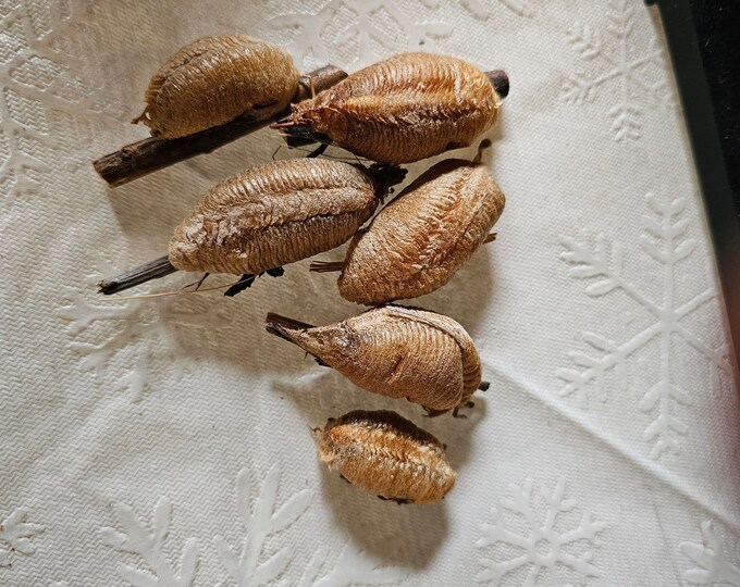 6 Fresh Picked European Praying Mantis Ooths - Etsy