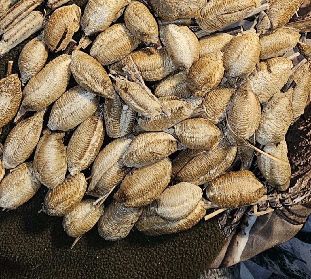10 European Praying Mantis Ooths - Etsy