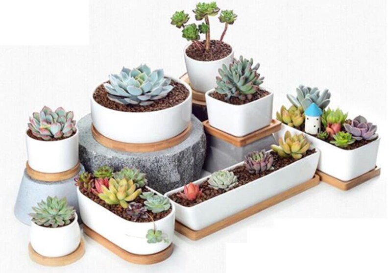 Bamboo Tray Bamboo Coasters Biodegradable Oasis Bamboo - Etsy