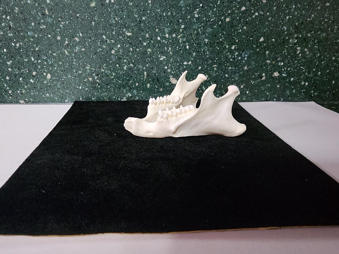 Marmota Monax / Woodchuck or Groundhog Skull / Discount LOWER Jaw ONLY ...