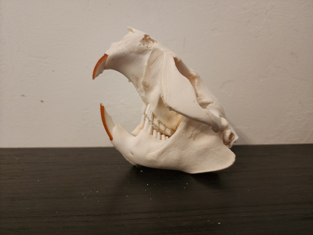 Castor Canadensis / Beaver Skull / Grade B - Etsy