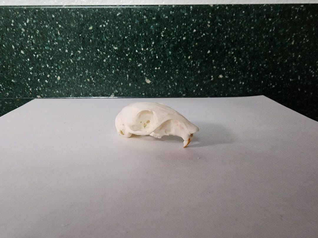 Sciurus Carolinensis / Eastern Gray Squirrel Skull / Grade B - Etsy