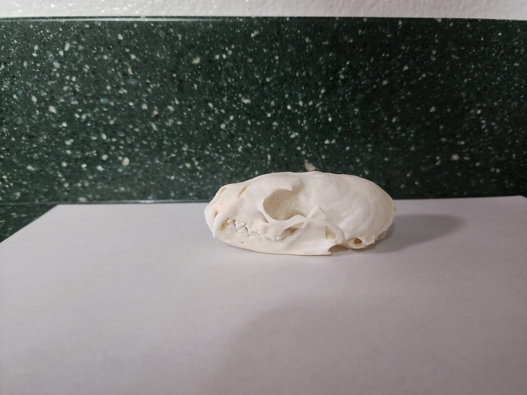 Martes Americana / American Pine Marten Skull / Grade B - Etsy