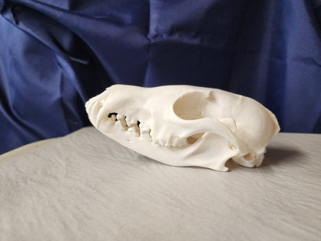 Vulpes Vulpes / Red Fox Skull / Grade A - Etsy
