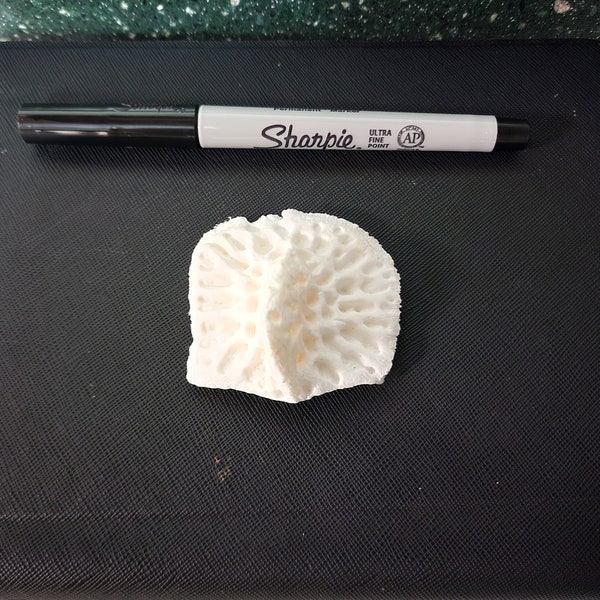 Alligator Scute - Etsy