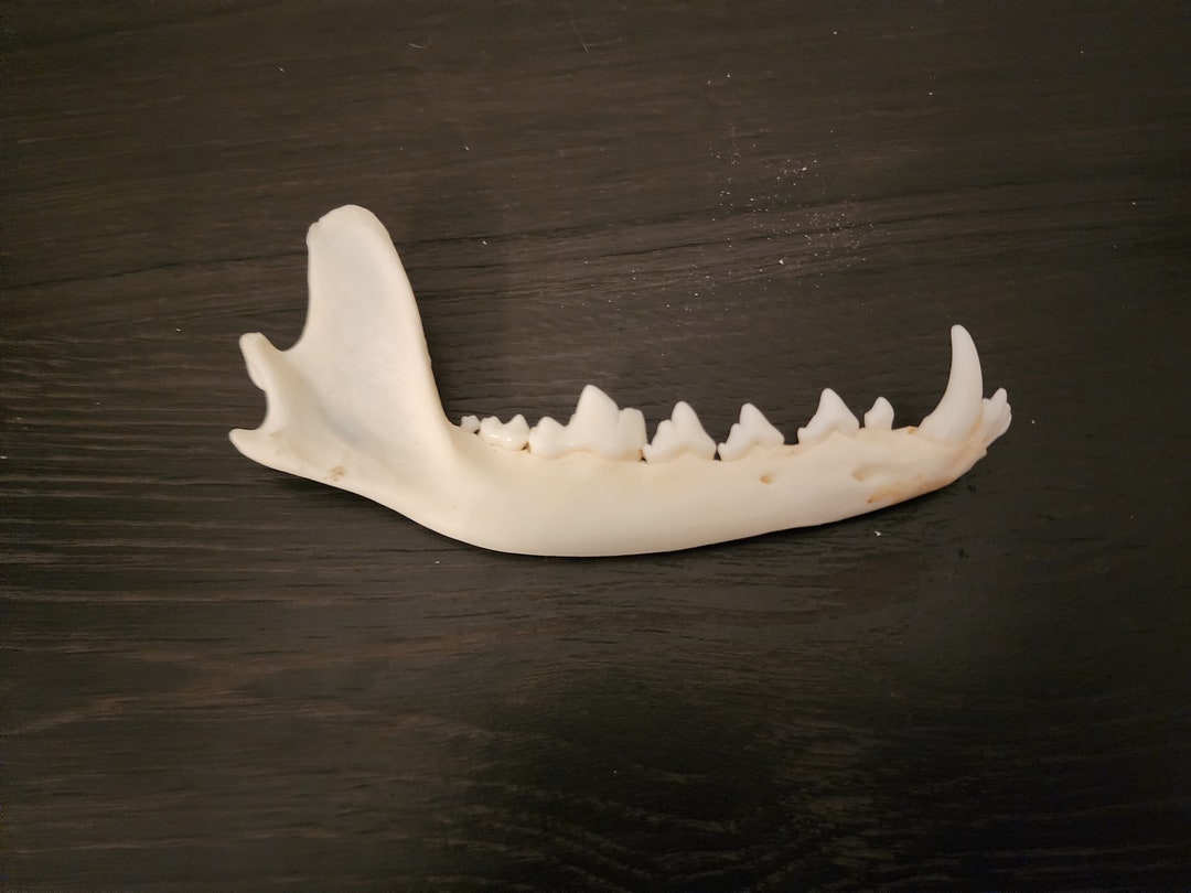 Vulpes Vulpes / Red Fox Skull / Jaw Mandible Only - Etsy