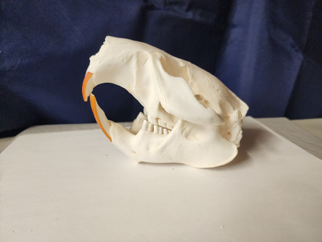 Castor Canadensis / Large Beaver Skull / Grade A- - Etsy