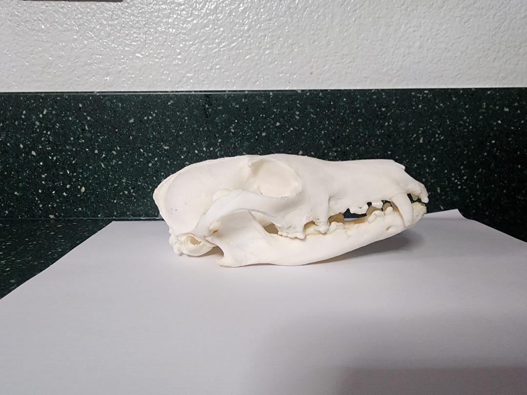 Vulpes Vulpes / Red Fox Skull / PATHOLOGY - Etsy