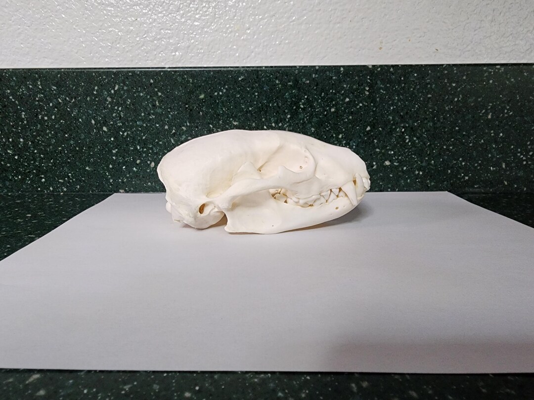 Taxidea Taxus / American Badger Skull / Grade B - Etsy