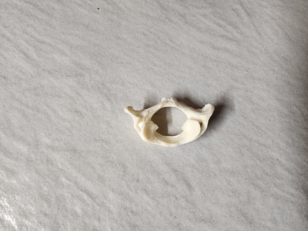 Castor Canadensis / Beaver Atlas Neck Vertebrate Butterfly Bone - Etsy