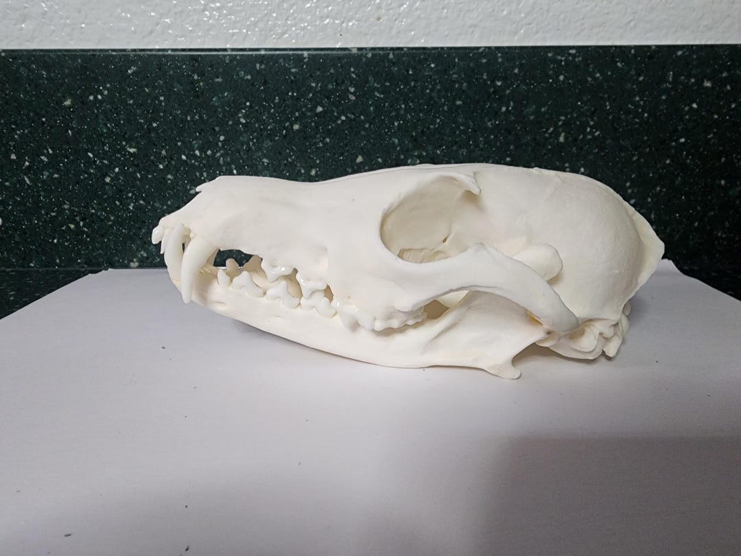 Vulpes Vulpes / Red Fox Skull / Pathology Pathalogical Deformed - Etsy