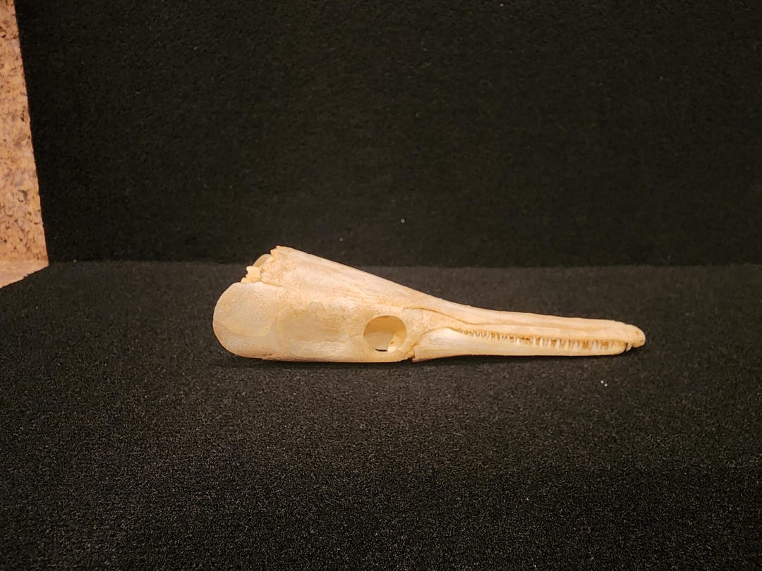 Lepisosteus Platyrhincus / Florida Gar Fish Skull / Grade A - Etsy
