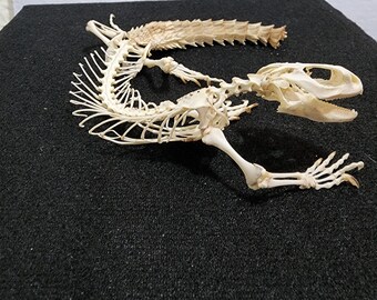 Lizard Skeleton - Etsy