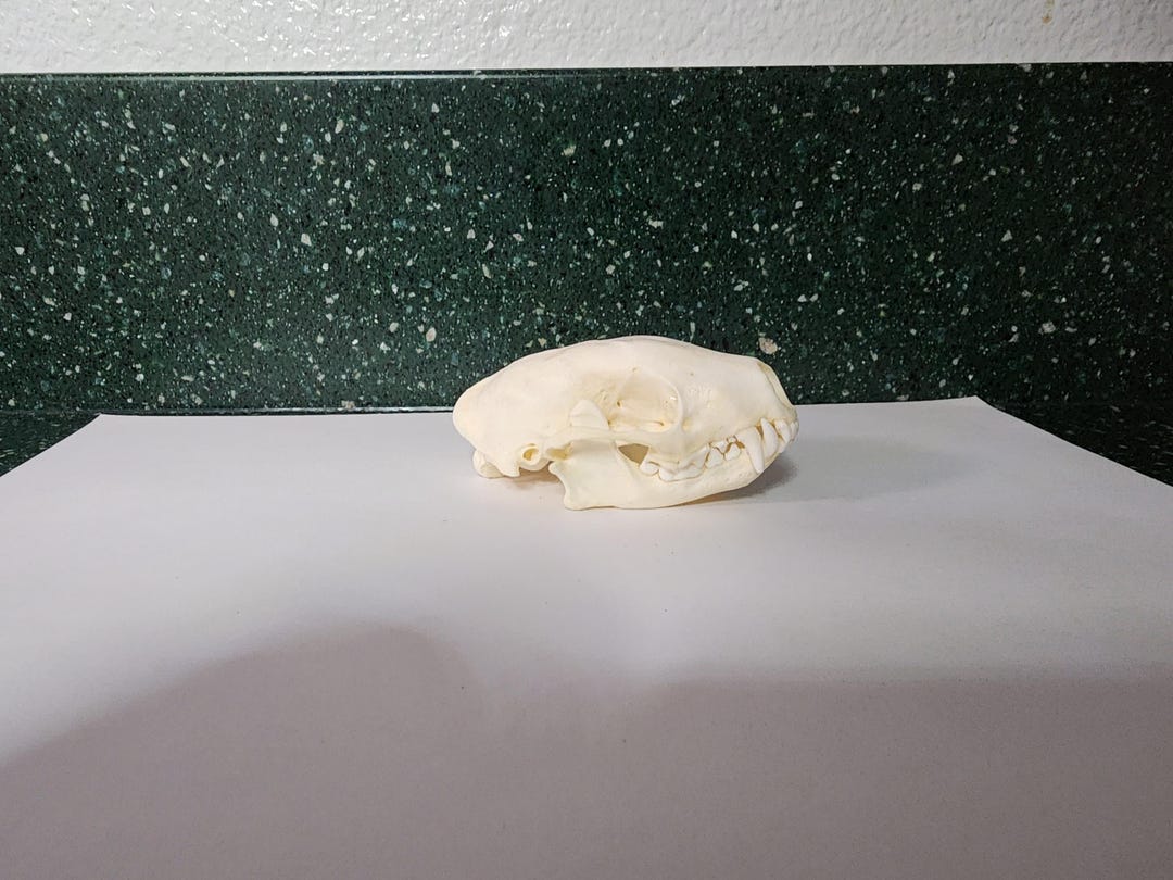 Mephitis Mephitis / Striped Skunk Skull / Grade A - Etsy