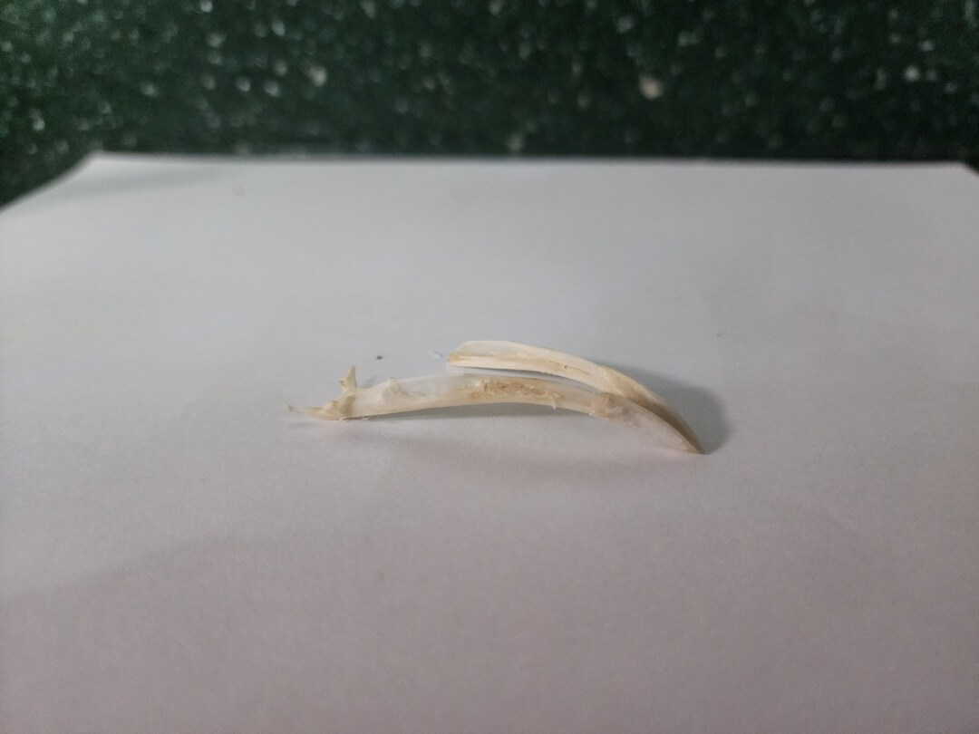 Phasianus Colchicus / Ring-necked Pheasant Bird Skull / Discount Lower ...