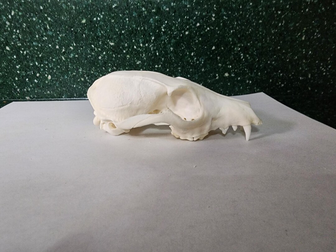 Urocyon Cinereoargenteus / Gray Fox Skull / Grade B - Etsy