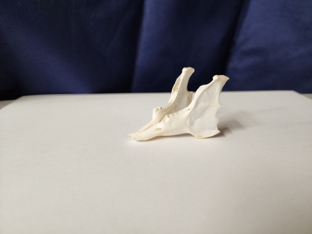 Sylvilagus Floridanus / Eastern Cottontail Rabbit Skull / - Etsy