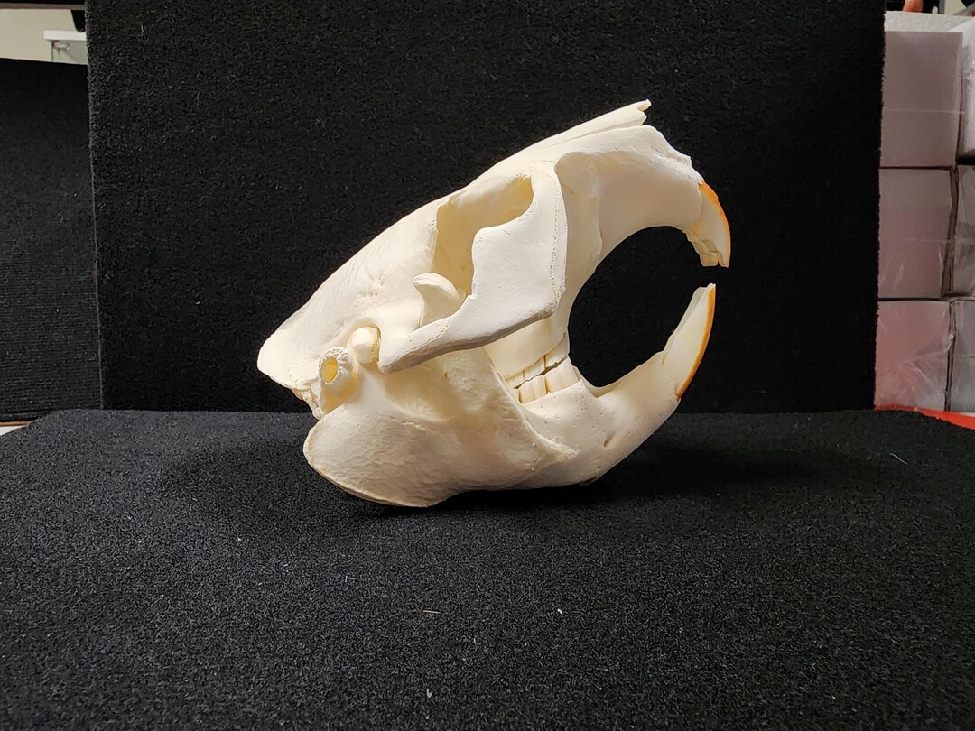 Castor Canadensis / Large Beaver Skull / Grade A - Etsy
