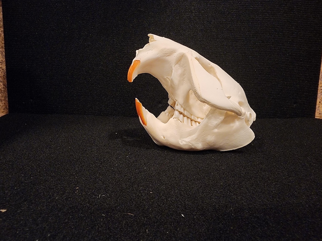 Castor Canadensis / Beaver Skull / Grade A - Etsy