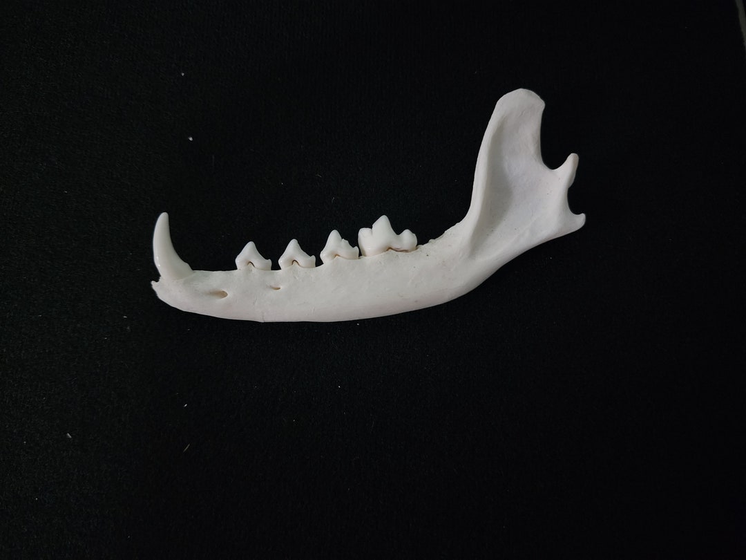Vulpes Vulpes / Red Fox Skull / Discount Jaw Mandible Only - Etsy