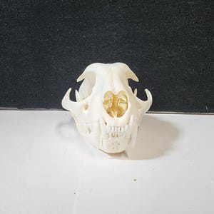 Lynx Rufus / Bobcat Skull / Grade A - Etsy
